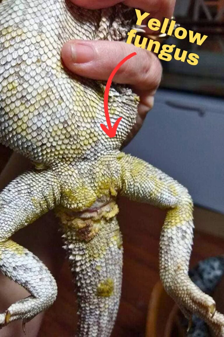 Bearded Dragon Yellow Fungus: Signs, Treatment & Prevention.
