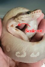 Ball Python Scale Rot: Symptoms, Causes, Treatment & Prevention