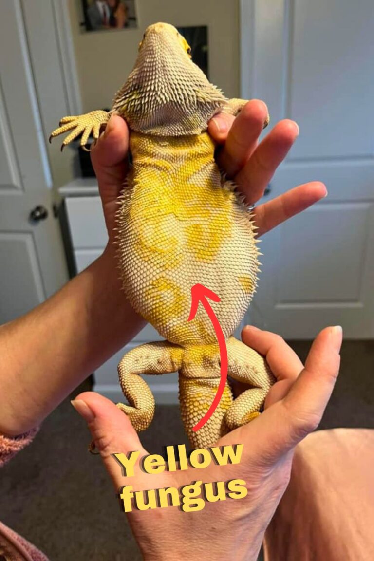 Bearded Dragon Yellow Fungus: Signs, Treatment & Prevention.