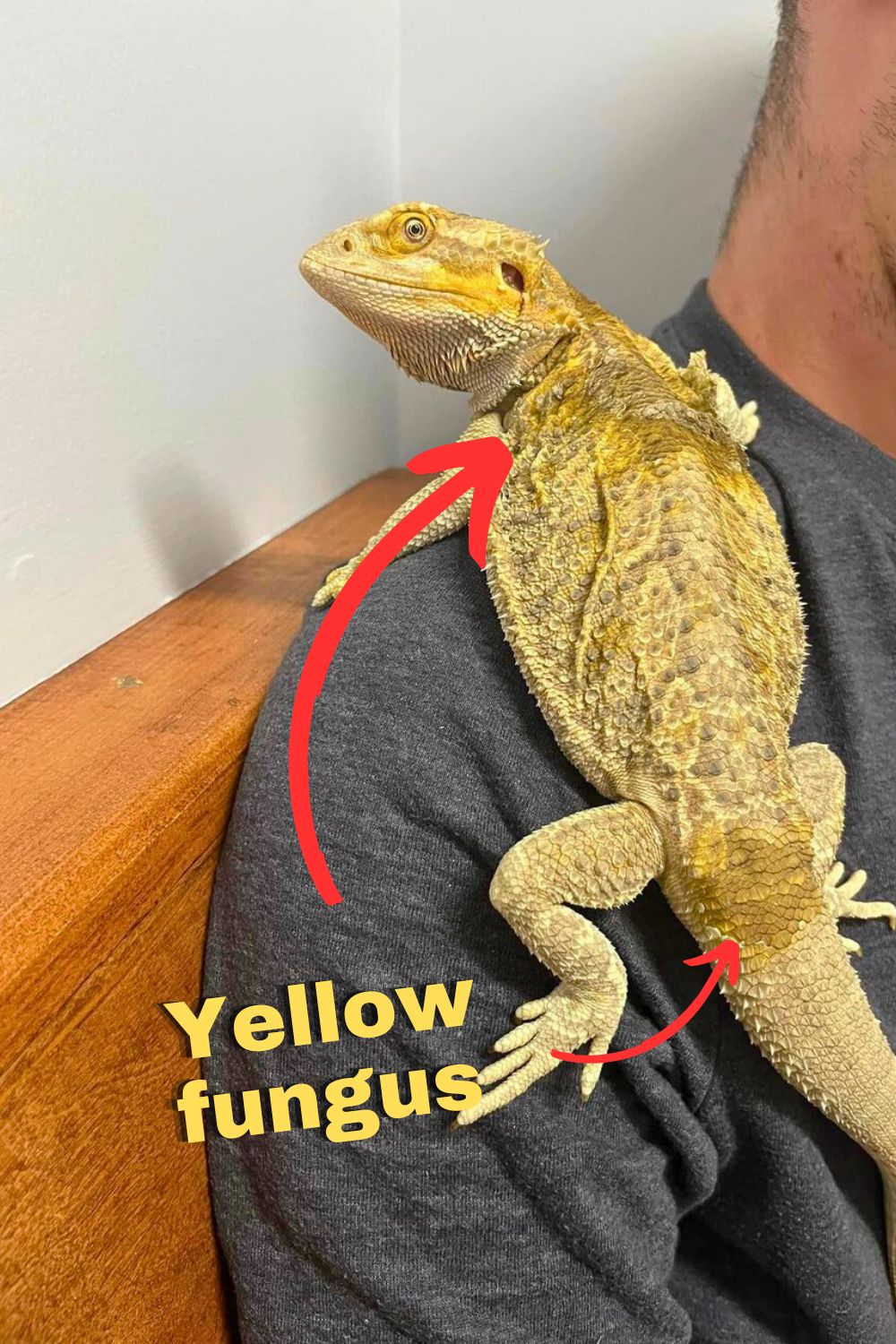 Bearded Dragon Yellow Fungus: Signs, Treatment & Prevention.