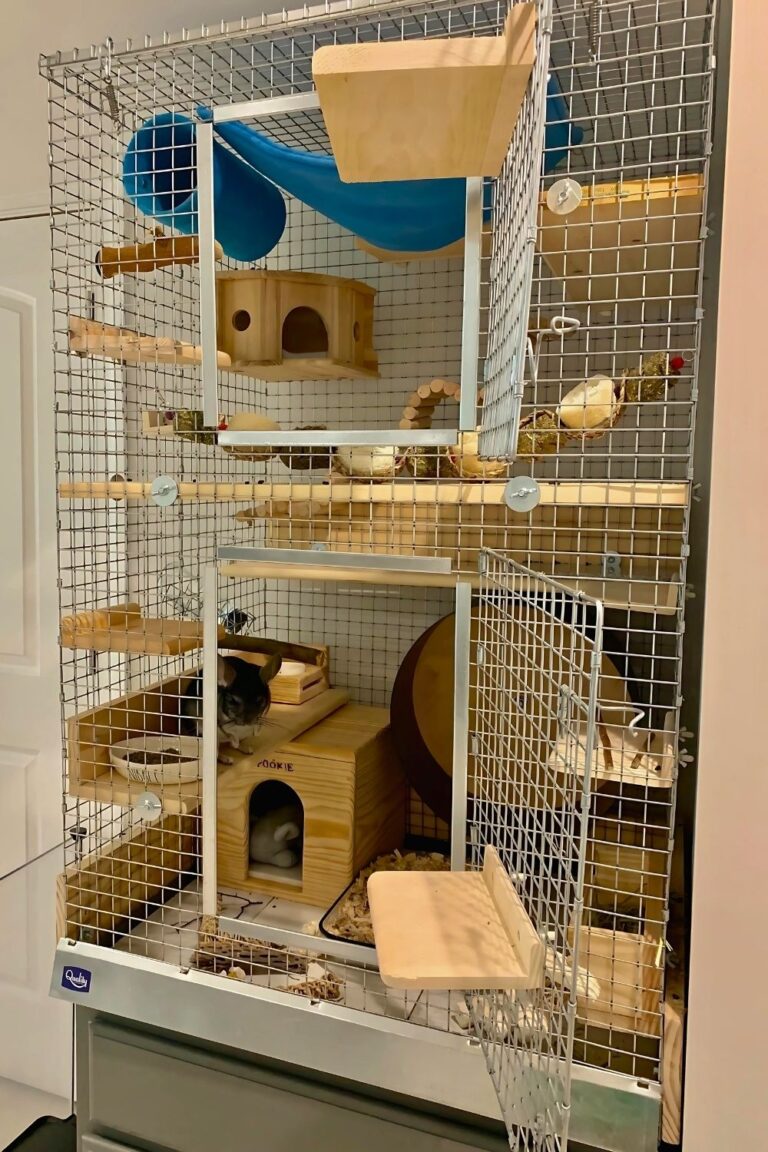 27 Affordable Chinchilla Cage Ideas - ThePetEnthusiast